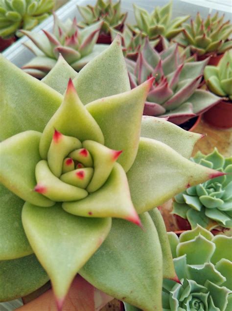 Эхеверия агавовидная цветение (75 фото)