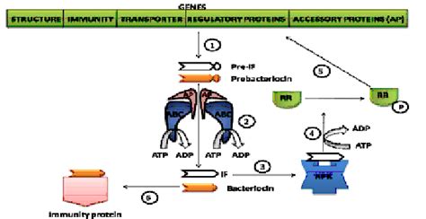 A Schematic Diagram Of The Biosynthesis Of Class Ii Bacteriocins 1