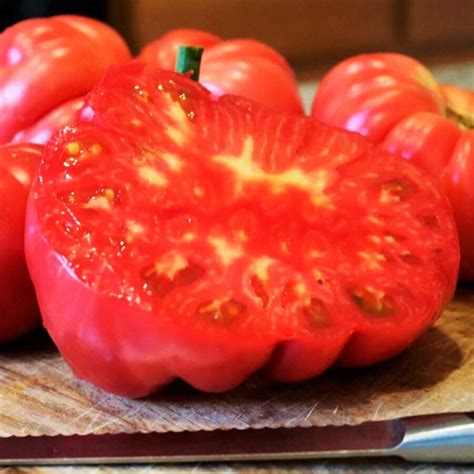 Giant Beefsteak Tomato Seeds Determinate Heirloom Red Beef Steak