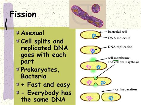 Asexual Vs Sexual Mitosis And Meiosis Welcome To Mrs Sandoval S Awesome Science Page