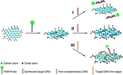 Scheme For The Fluorescent Ssdna Detection Based On The Dna Download Scientific Diagram