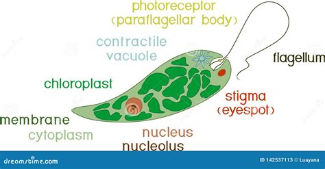 Euglena Structure Infographic Diagram Genus Of Single Celled Flagellated Cartoon Vector