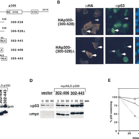 Structure Function Analysis Of Mdm2 For P300 Binding And P53 Download Scientific Diagram