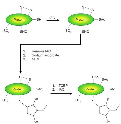 Redox Profiling Of Protein Cysteines By Selective Reduction And Download Scientific Diagram