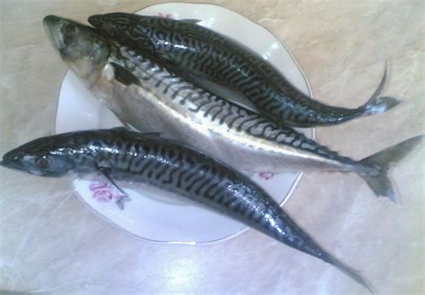 Macrou Marinat Preparatedevisro