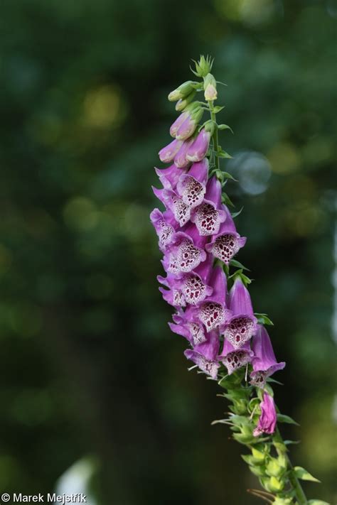 Digitalis Purpurea • Floravegeu