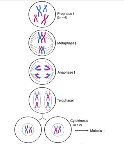 Meiosis Flashcards Quizlet