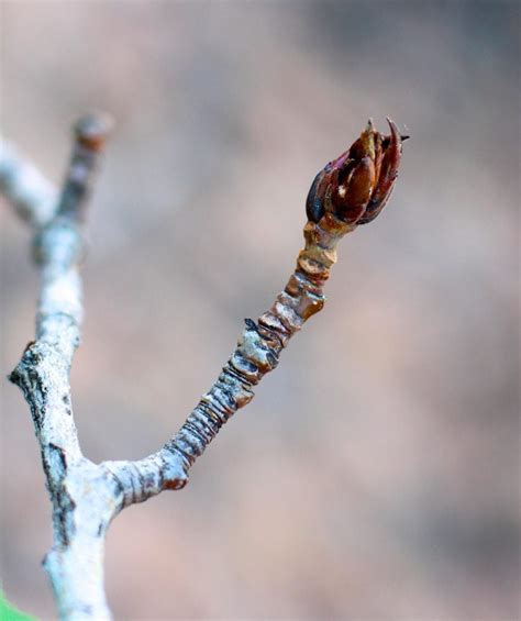 Cottonwood Uses And Plant Monograph