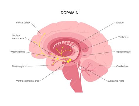 Premium Vector Dopamine Pathway In The Human Brain Monoamine