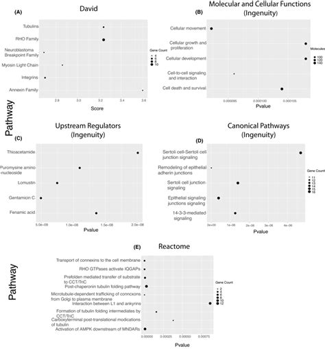 Bubble Plot Of Pathways Significantly Associated With Upregulated Hrtpt