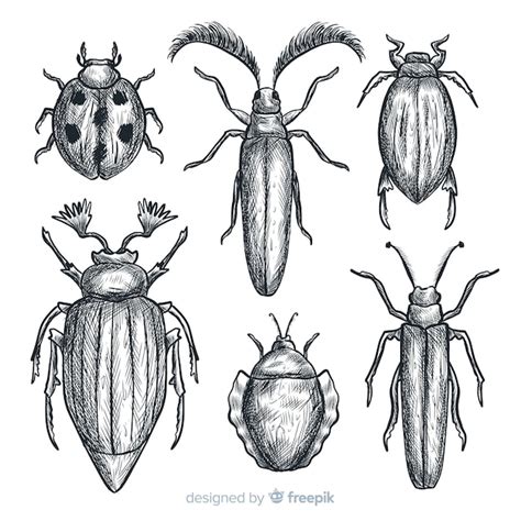Free Vector Realistic Hand Drawn Insects Sketch Set
