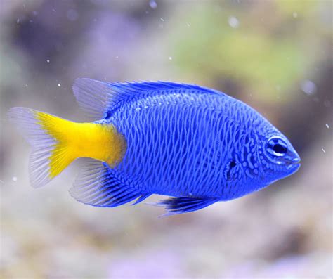 Blue Koi Fish Spiritual Meaning Explained