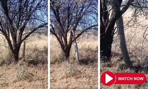 Watch Farmer Citizens React In True Sa Fashion As Python Climbs Tree Watch Farmer Citizens React In True Sa Fashion As Python Climbs Tree