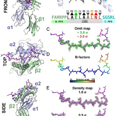 PDF Human Leukocyte Antigen HLA Class II Peptide Flanking Residues Tune The Immunogenicity