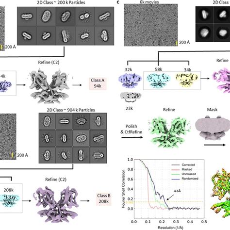 Flow Chart For The Cryo Em Data Processing And Structure Determination Download Scientific