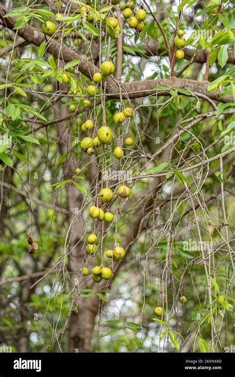 Tree With Fruits Called Mangaba Of The Species Hancornia Speciosa With