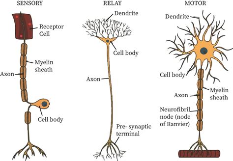 Sensory Neuron Cell Body