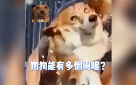 狗子能有多倒霉呢？ 哔哩哔哩