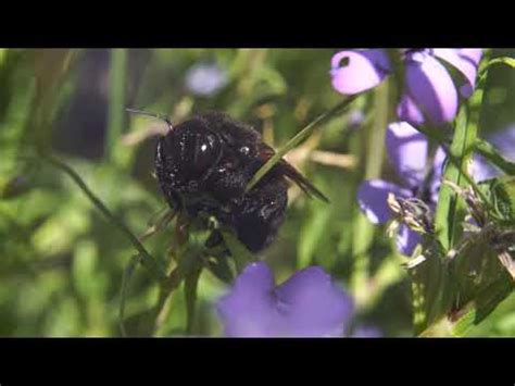 Large Black Bee Arizona Identification Guide Trio Of Giants