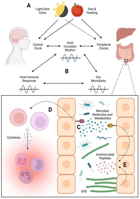 Microbial Circadian Clocks Host Microbe Interplay In Diel Cycles Pmc