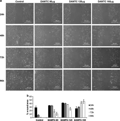 Wound Healing Assay Of Damtc Treated Nsclc A549 Cells The Number Of
