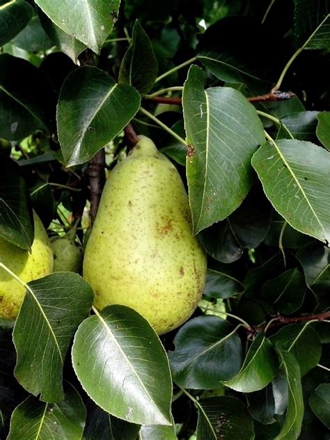 Free Picture Pears