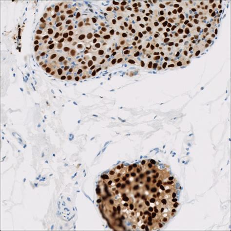 Digital Pathology Histologix