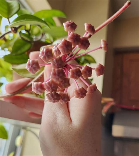Hoya Blooms Rplants