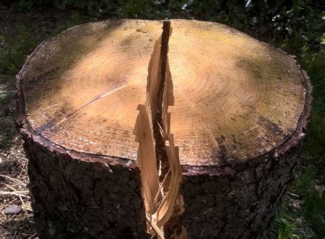 Tips To Kill A Tree Stump Effectively Plantly