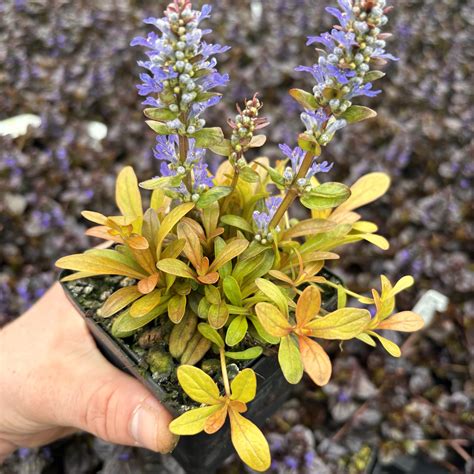 Ajuga Feathered Friends™ Fancy Finch Ppaf Bugleweed 35 Pot