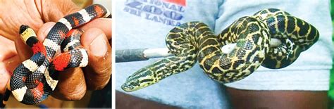 රේගුවෙන්‌ අත්අඩංගුවට ගෙන සත්වෝද්‍යානයට භාර දුන් සර්පයින් මහජන ප්‍රදර්ශනයට Divaina Breaking