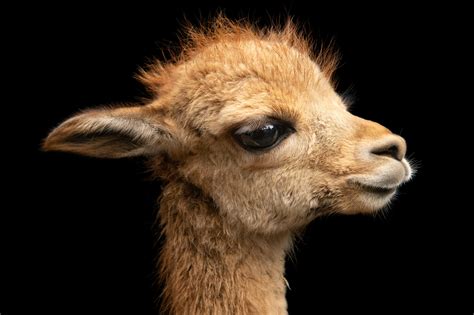 Peruvian Vicuña Vicugna Vicugna Mensalis Joel Sartore