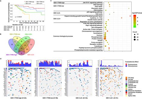 The Four‐subtype Classification System Of Gastric Cancer By Ebv Status