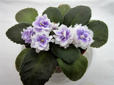 MAC'S JUBILANT JAMBOREE