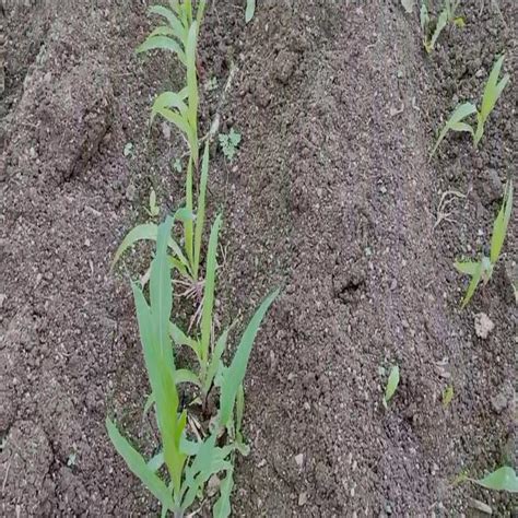 Corn Object Detection Model By Raya Almohaimeed