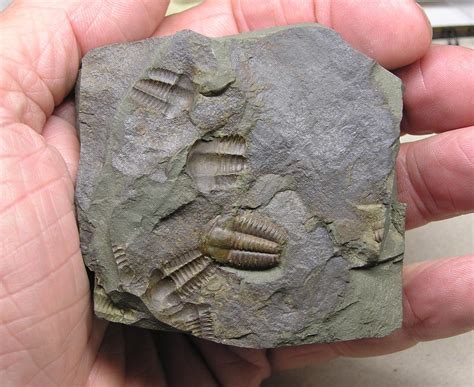 Trilobit Ellipsocephalus Hoffi Aukro