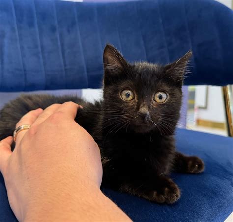 코리안숏헤어 지니 요크셔테리어무료입양사이트 웰시코기무료입양사이트 이탈리아그레이하운드무료입양사이트 치와와무료입양사이트 코카스파니엘무료입양사이트 폼스키무료입양사이트 폼치무료입양