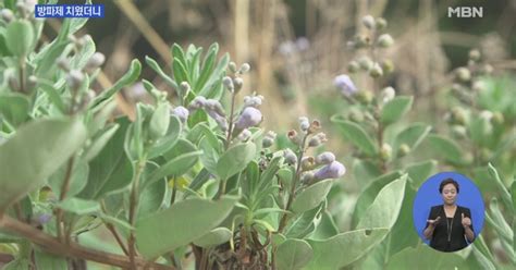 콘크리트 방파제 치웠더니멸종위기 생물 살길 열려