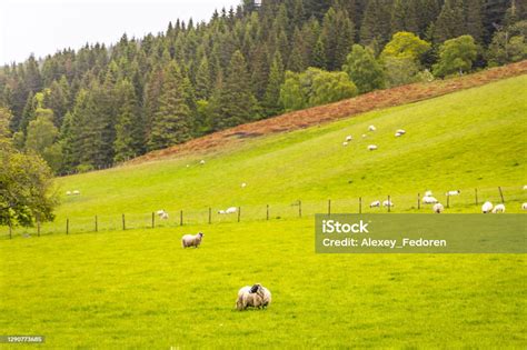 우르크하트 베이 근처 스코틀랜드의 폭포인 디바흐폭포는 네스 호 북부 해안을 따라 반쯤 떨어진 곳입니다 0명에 대한 스톡 사진 및 기타 이미지 Istock