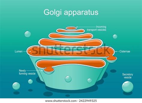 Structure Golgi Complex Closeup Golgi Apparatus Stock Vector Royalty