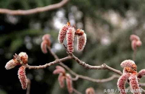 楊樹花又叫無事忙 每日頭條