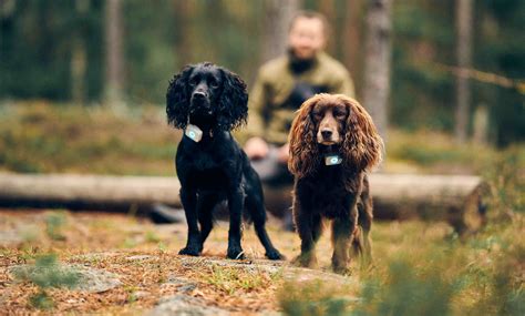 Cocker Spaniel Engelsk And Amerikansk Valpar Jakt Och Skötsel Lildog
