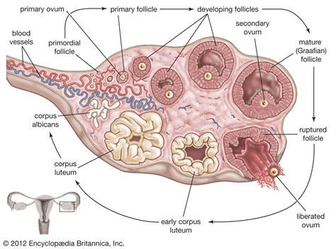 Ovulation Physiology Hormones And Fertility Britannica