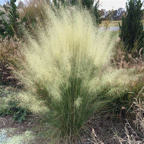 White Cloud Muhly Grass Muhlenbergia American Meadows
