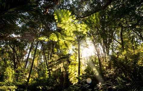 Research Tiakina Kauri