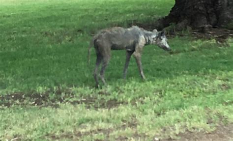 Chupacabra Sightings New Jersey