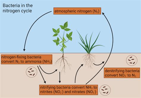 Sustainable Nitrogen Is It Possible