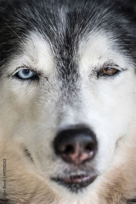 Husky Smile