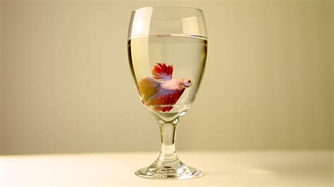 태국 파이팅 피쉬 또는 베타라고도 불리는 다채로운 샴 파이팅 피쉬 베타 스플렌덴스는 수족관 물고기로 인기가 있는 구라미 가족의 종입니다 0명에 대한 스톡 사진 및 기타