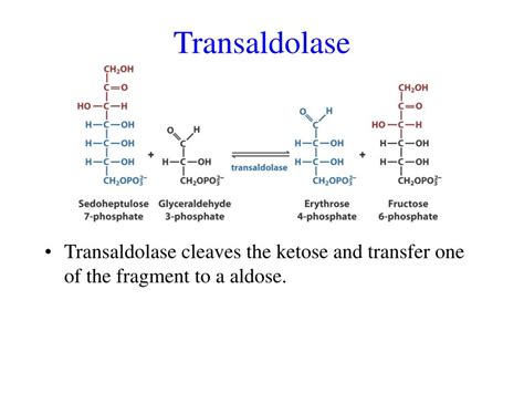 Ppt Pentose Phosphate Pathway Powerpoint Presentation Free Download